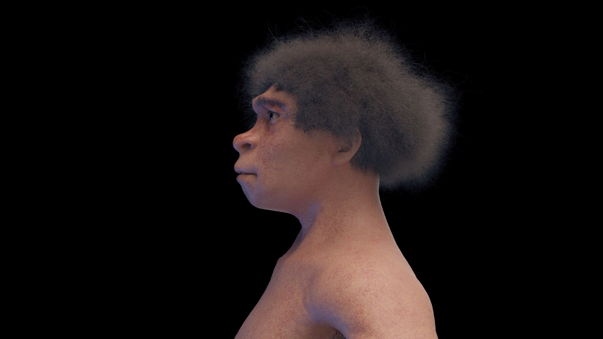Homo Erectus Female 3D Model - TurboSquid 2100005