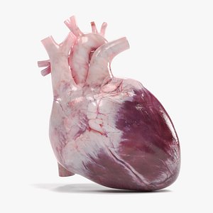 3d human heart section