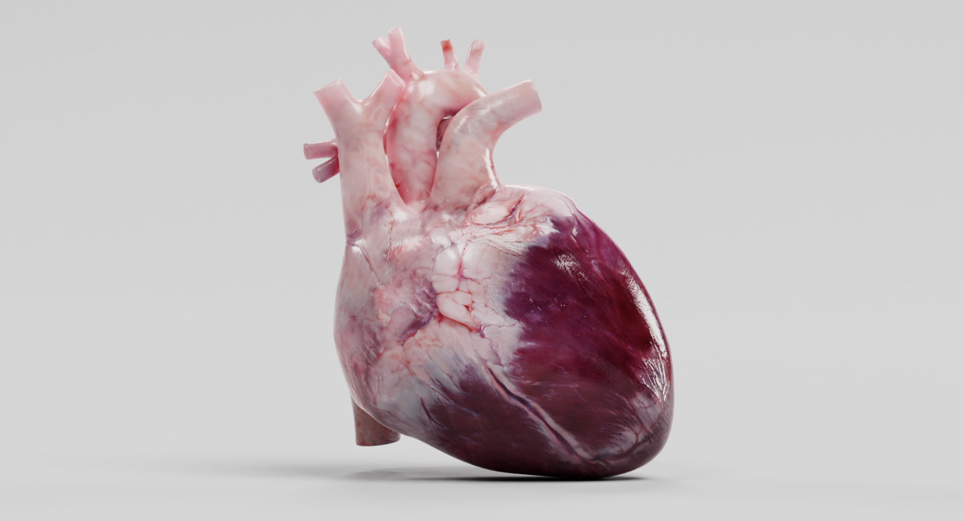 3D Human Heart Model - TurboSquid 1257221