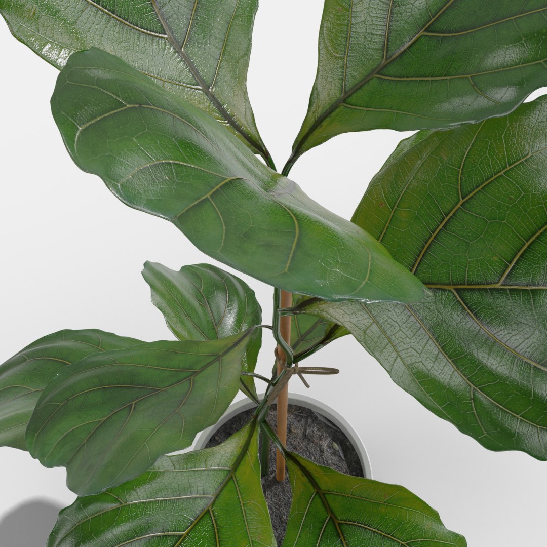 Green Plant 3D Model - TurboSquid 1635245