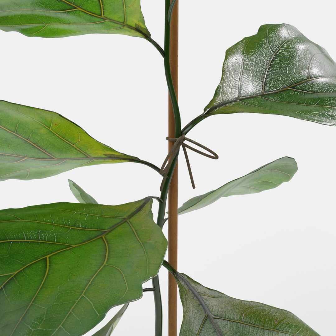 Green Plant 3D Model - TurboSquid 1635245