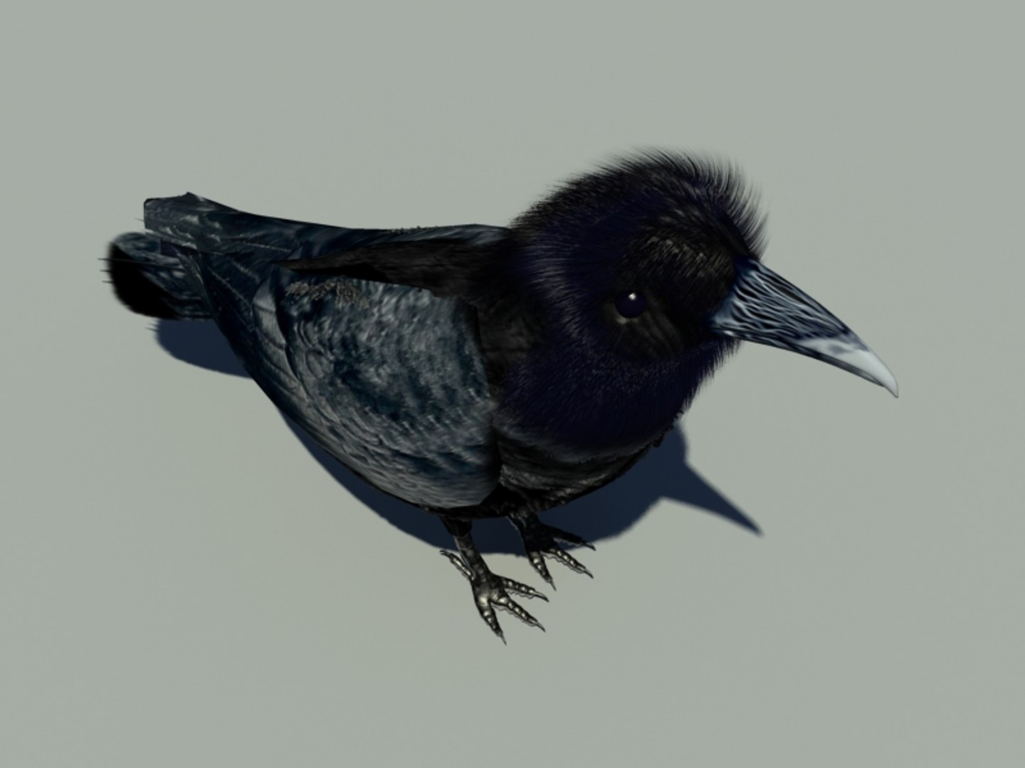 Crow Max