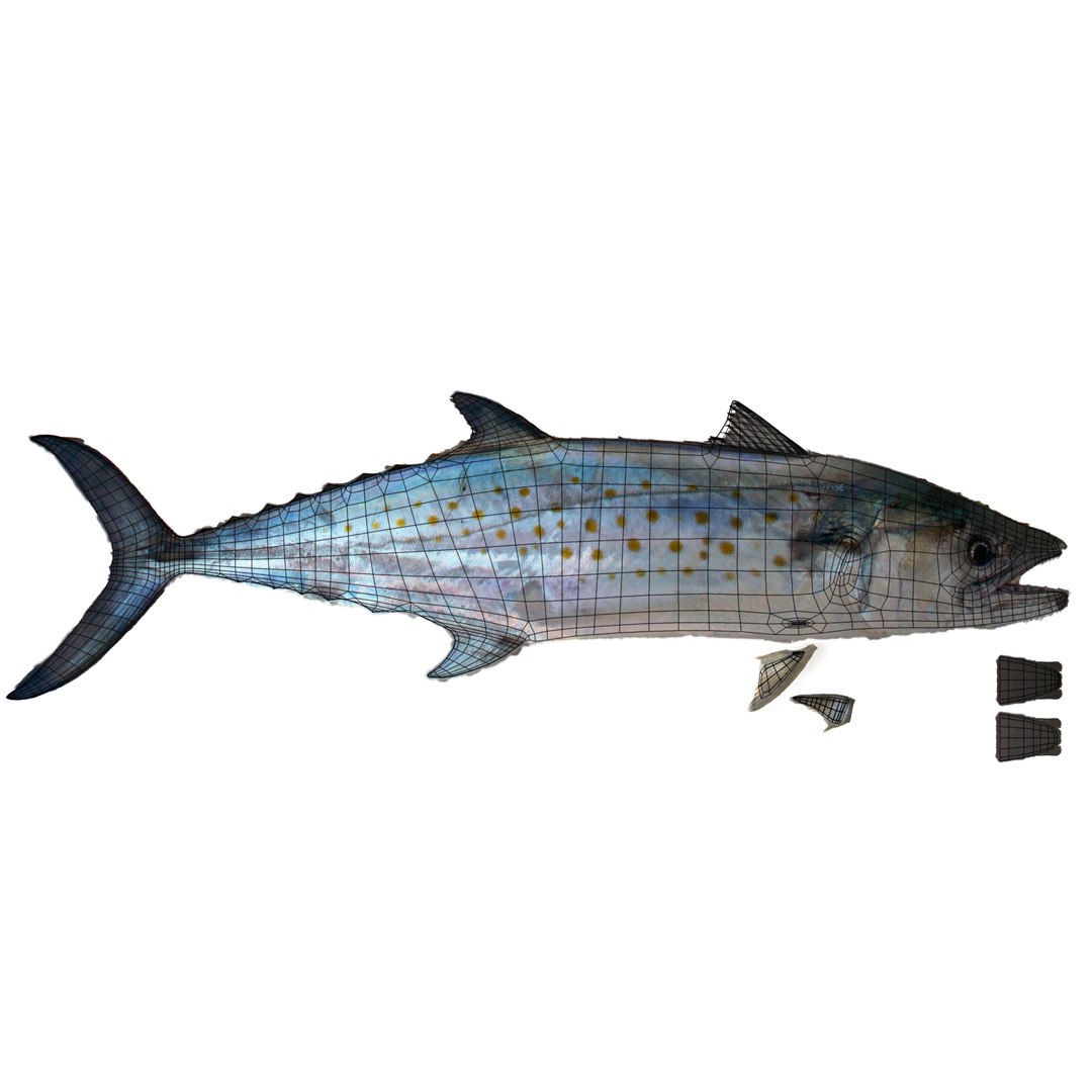 Max Spanish Mackerel