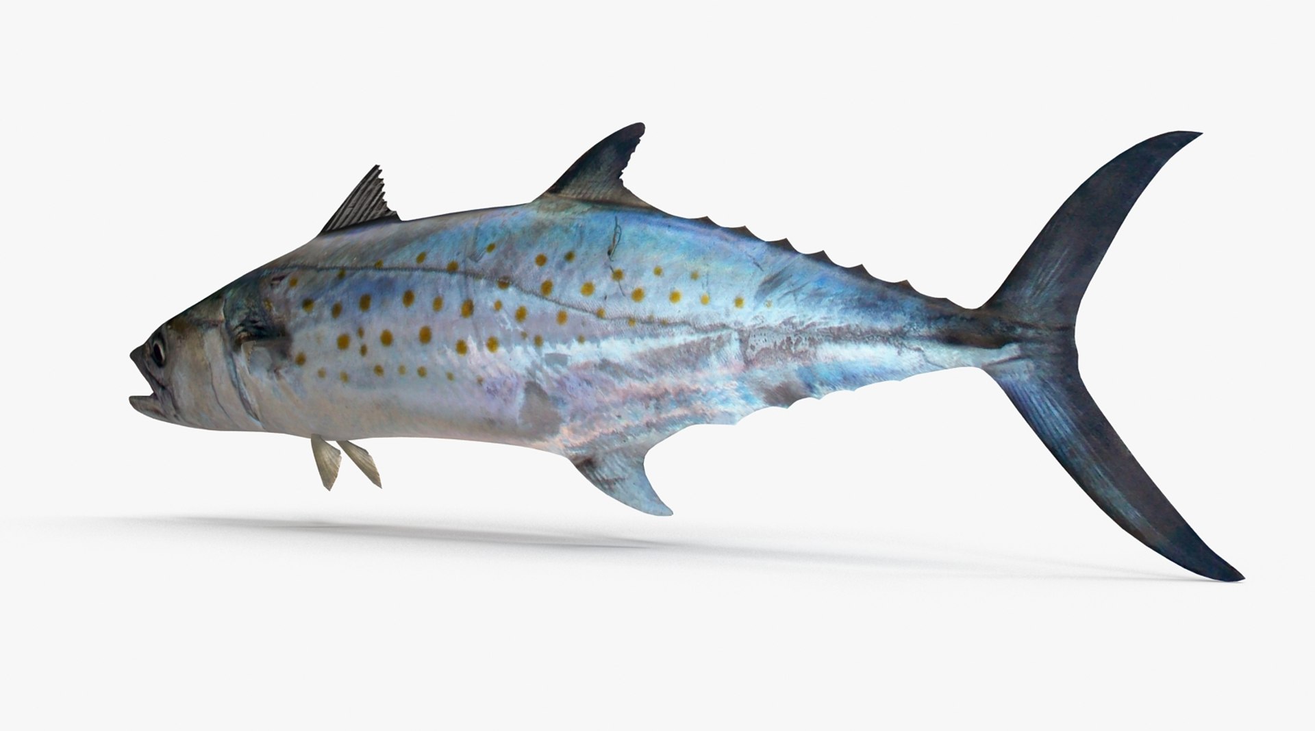 Max Spanish Mackerel