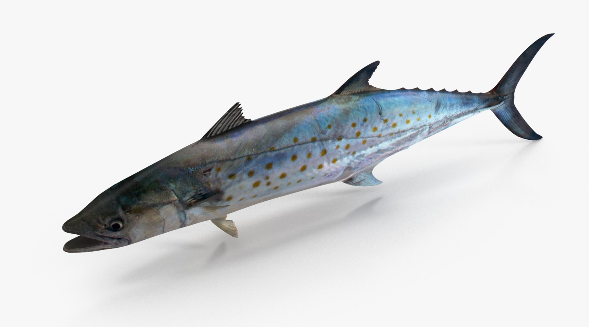 Max Spanish Mackerel