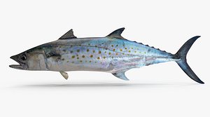 Fish 3D Models for Download | TurboSquid