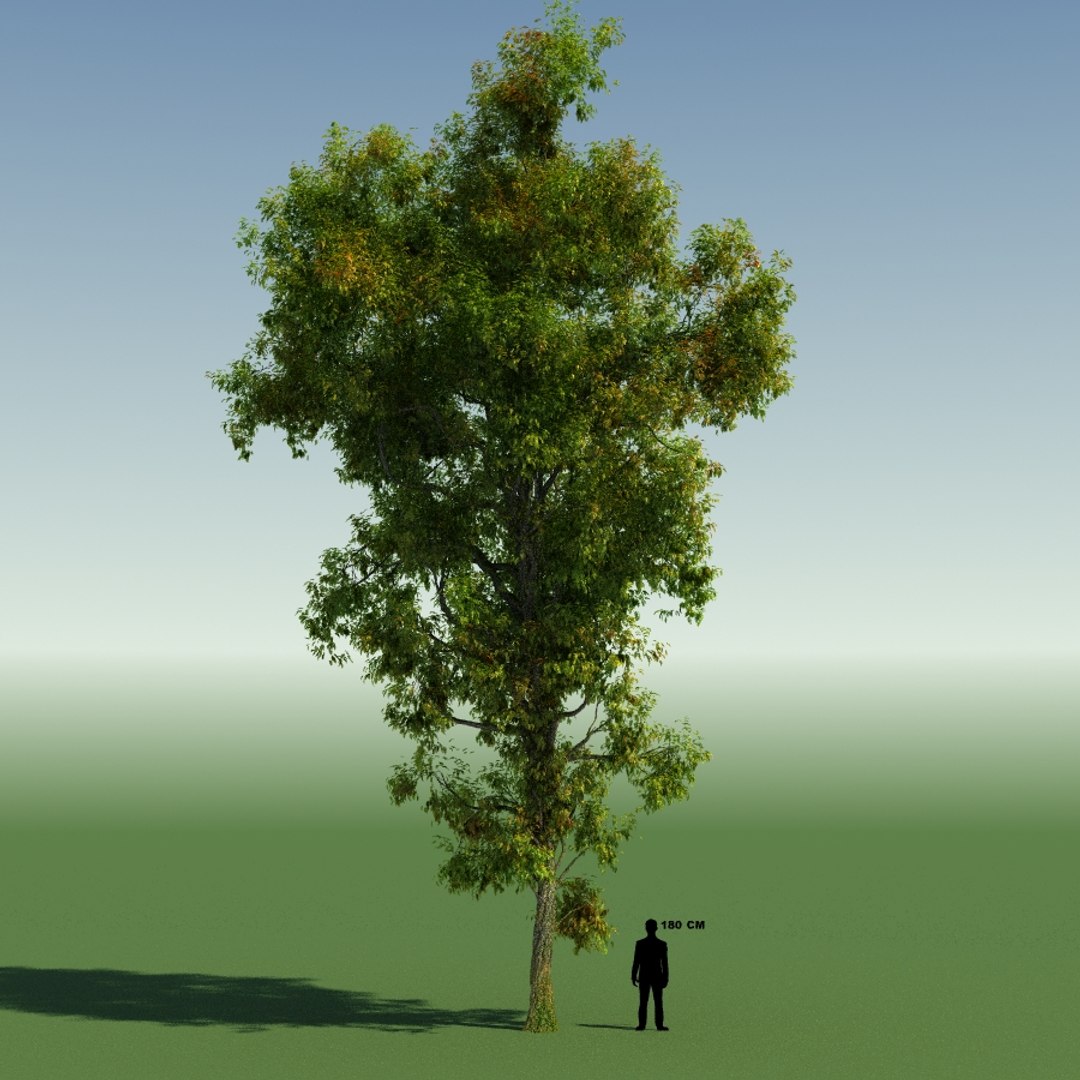 Free Tree Forest Rainforest 3d Model