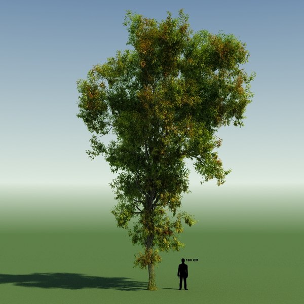 Free Nature 3D Models for Download | TurboSquid