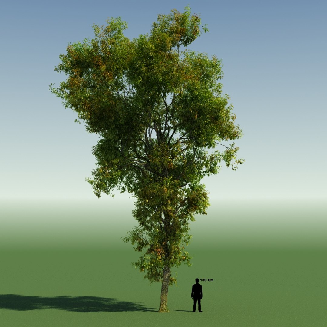 Free Tree Forest Rainforest 3d Model