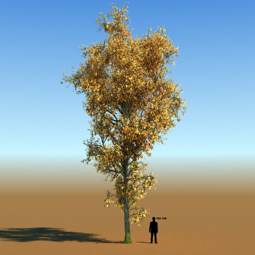 free tree forest rainforest 3d model