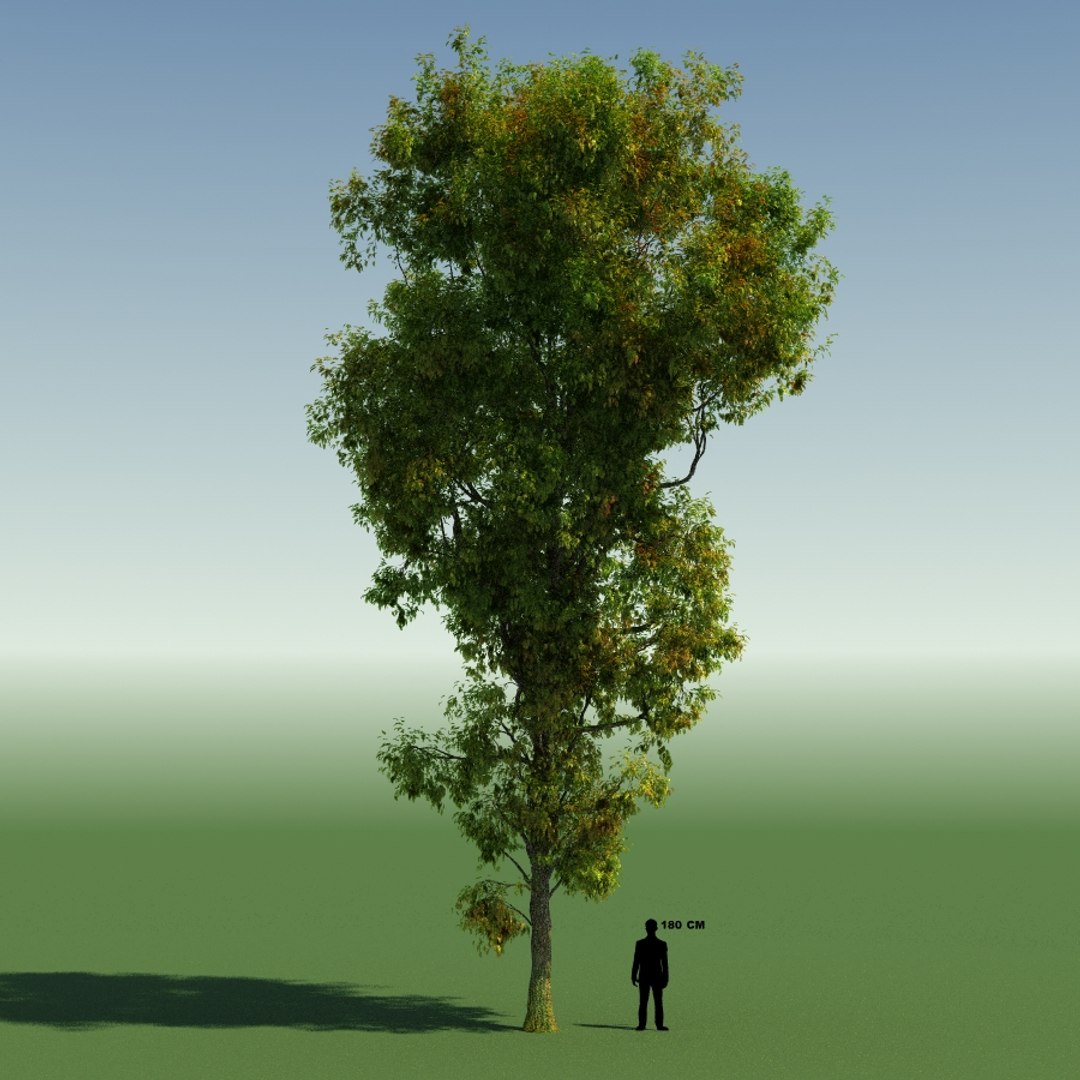 Free Tree Forest Rainforest 3d Model