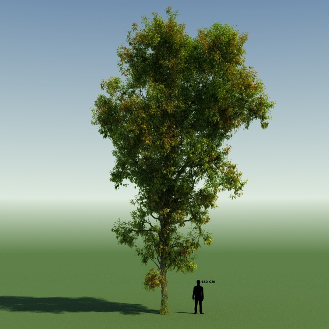 Free Tree Forest Rainforest 3d Model