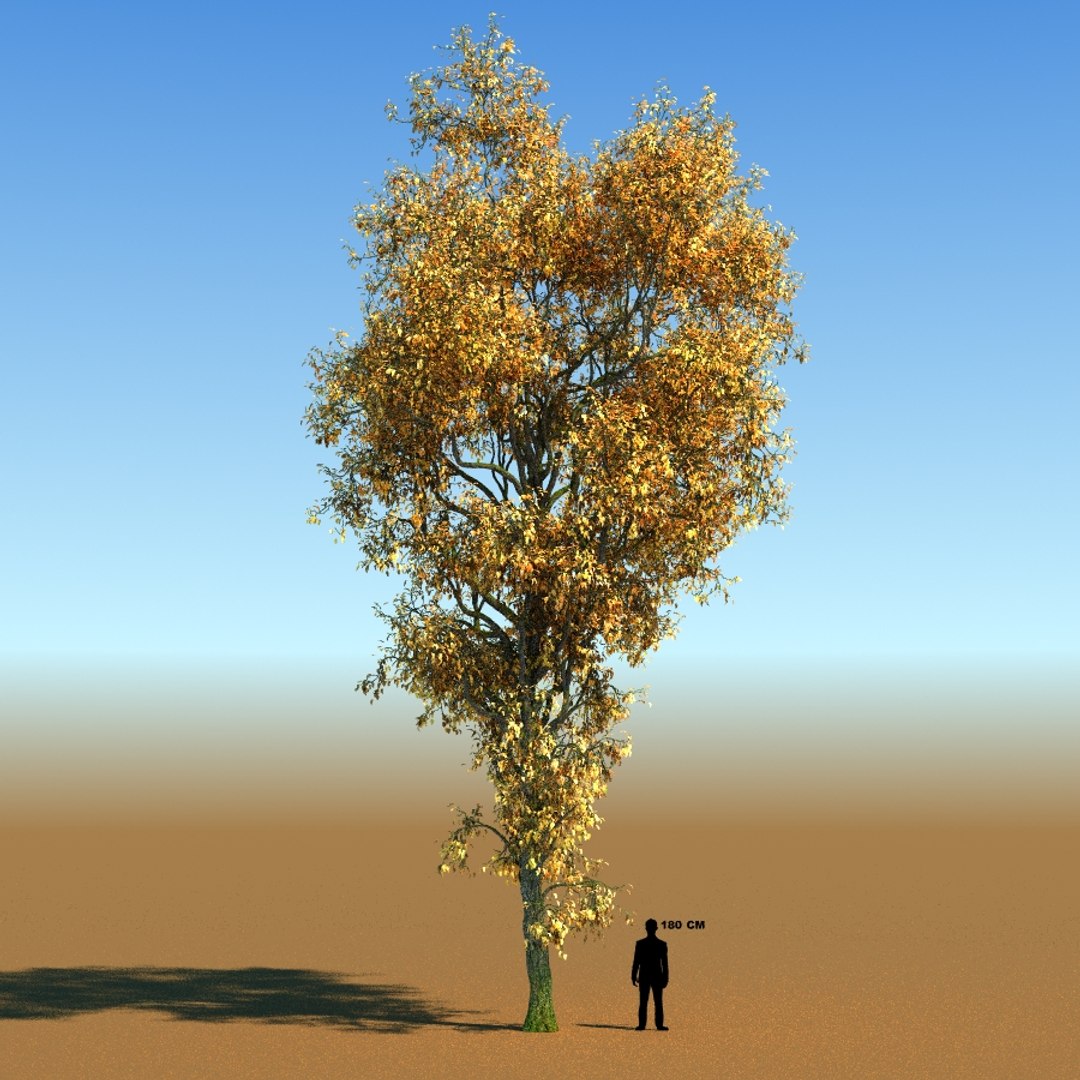 Free Tree Forest Rainforest 3d Model