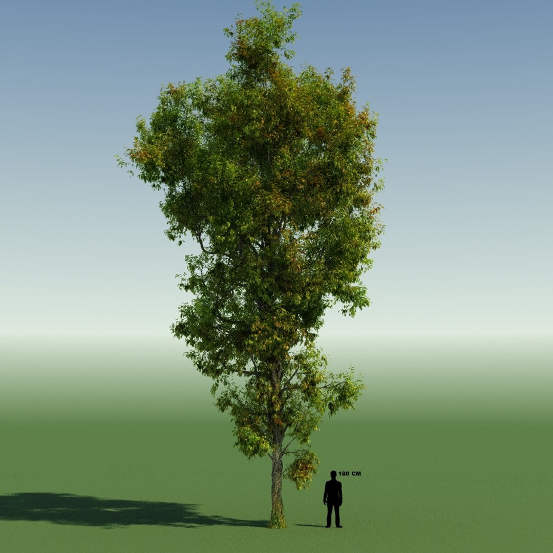 Free Tree Forest Rainforest 3d Model