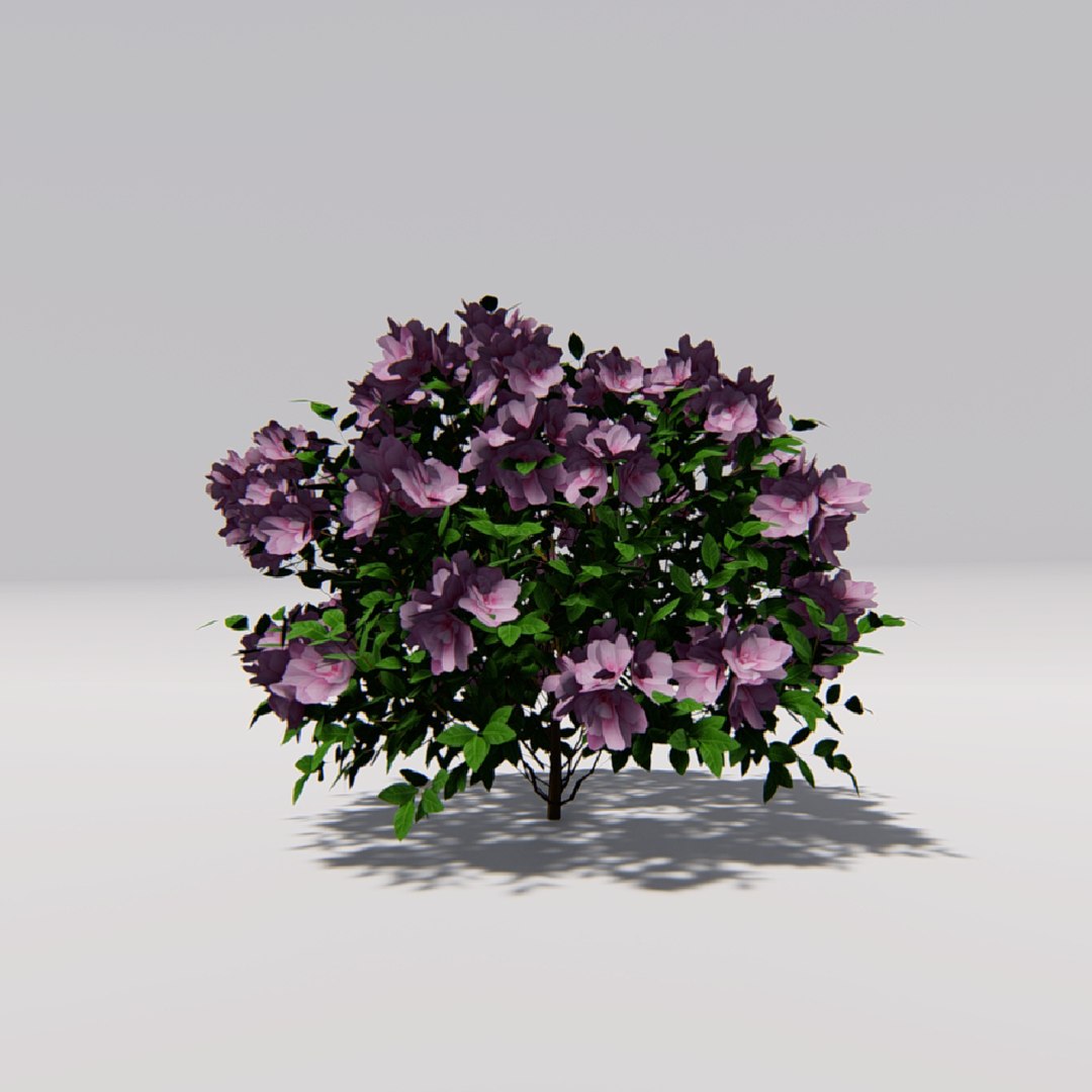 Pink Azalea - Rhododendron Periclymenoides 3D Model - TurboSquid 2008617