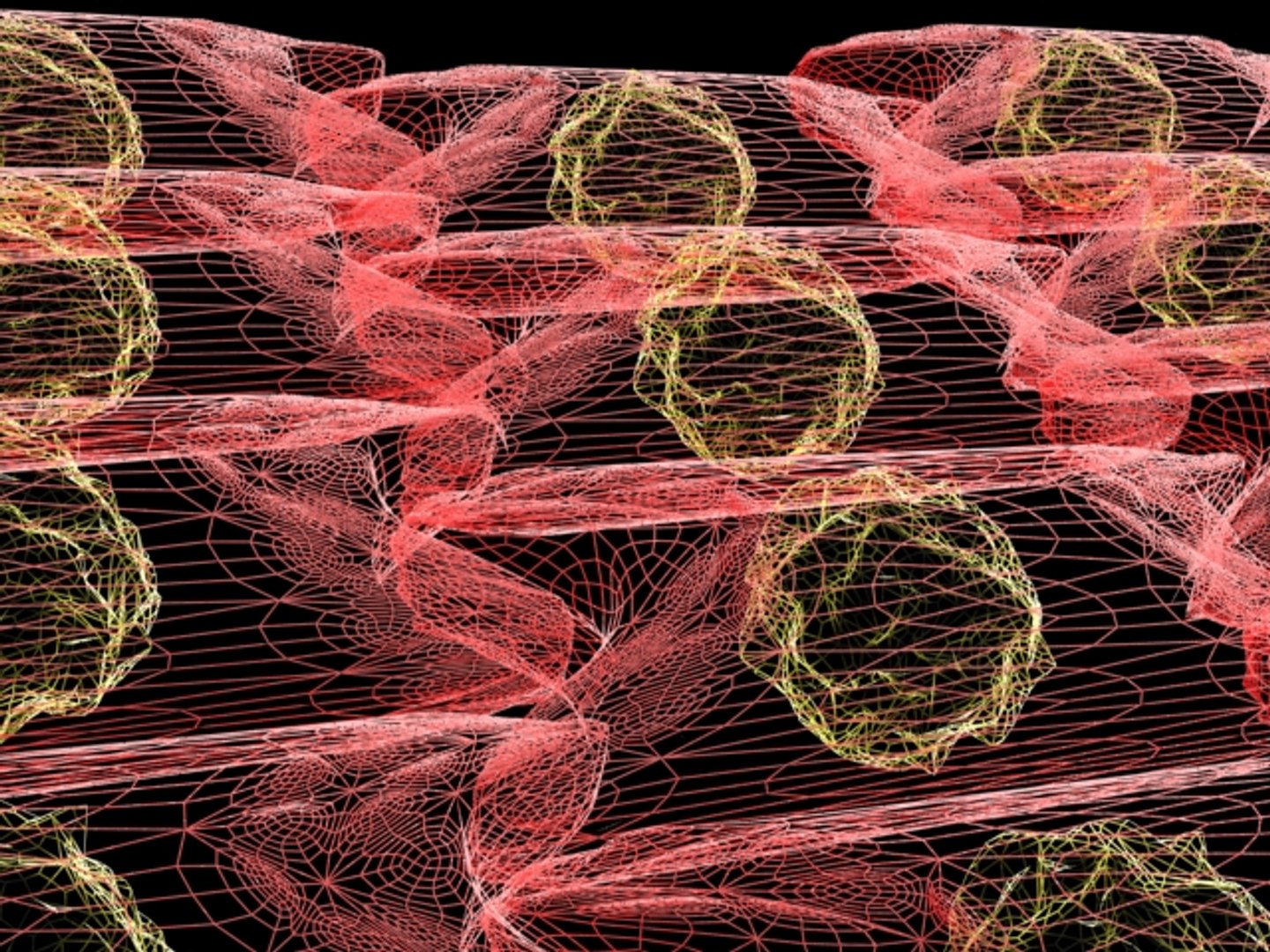 Muscle Cell 3d Model