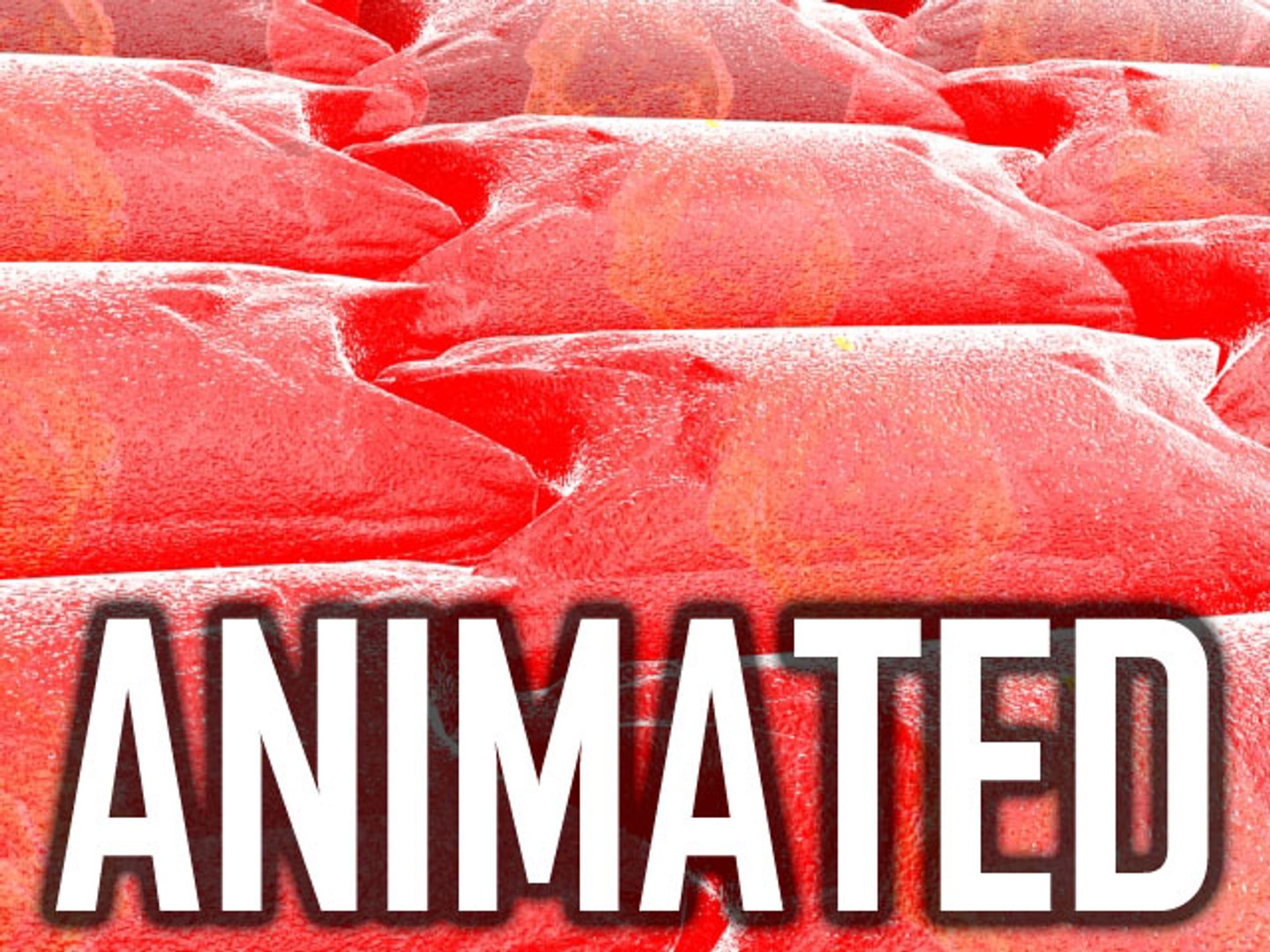 Muscle Cell 3d Model