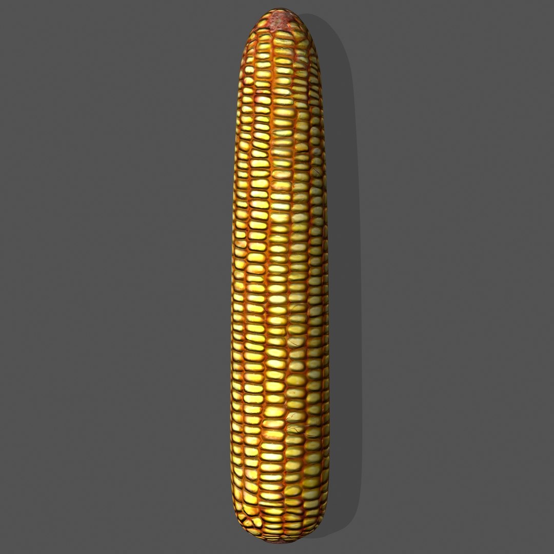3d Indian Corn Model