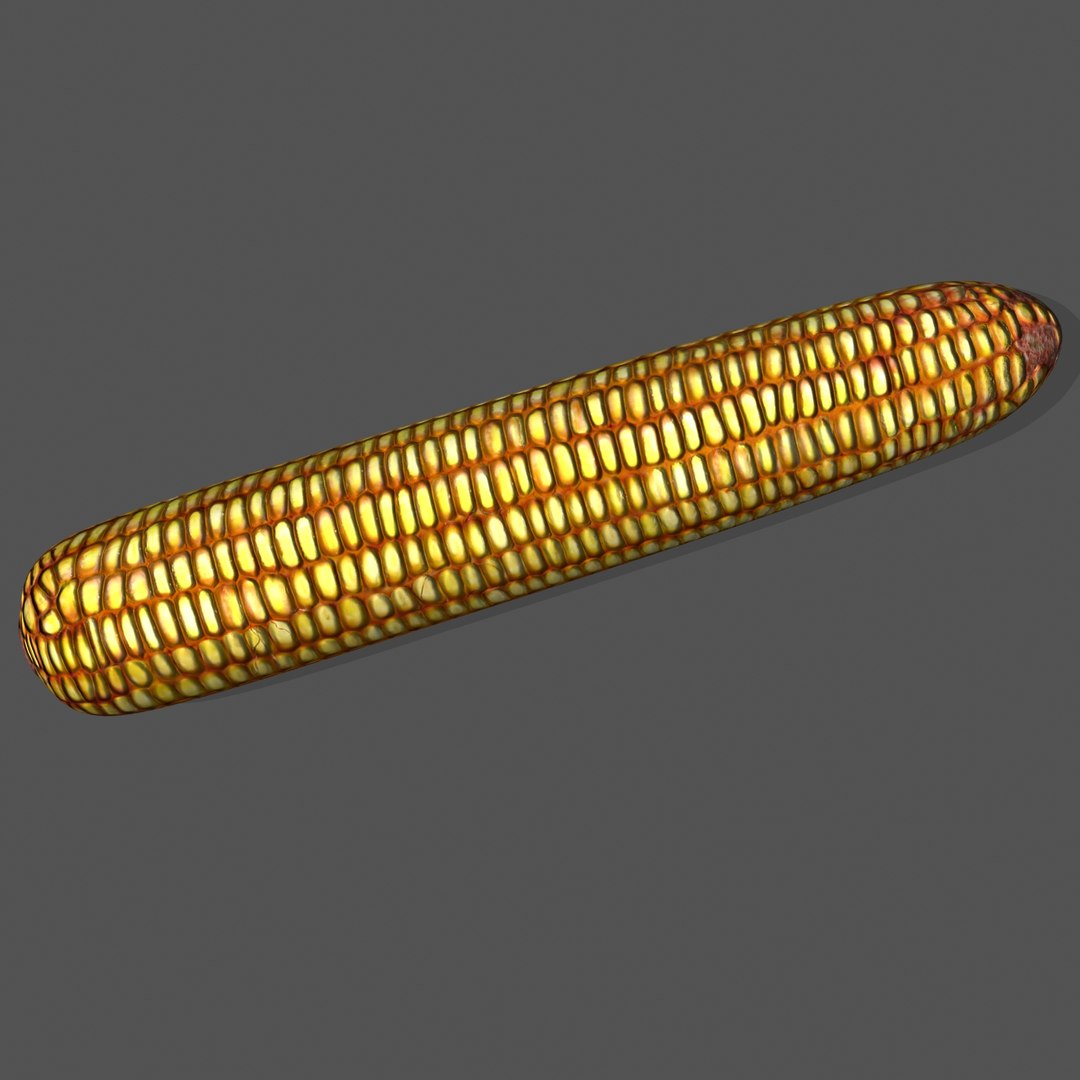 3d Indian Corn Model