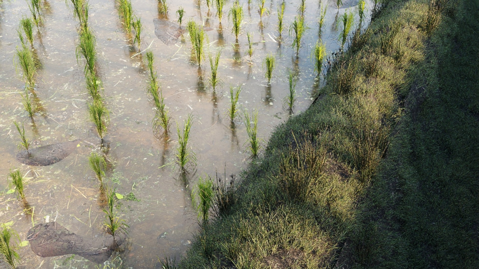 3dmodel Ricefield 3D Model - TurboSquid 1553262