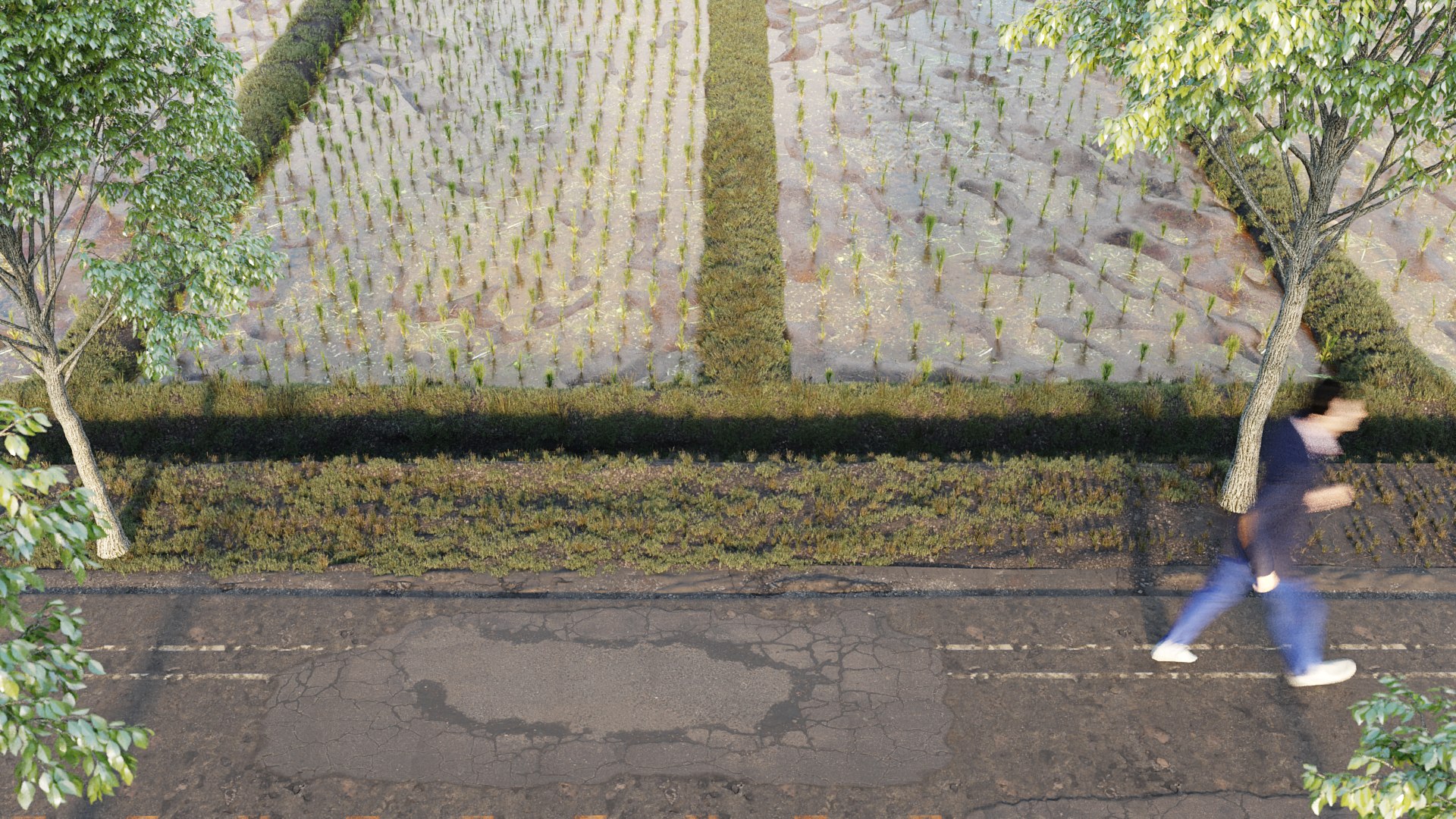 3dmodel Ricefield 3D Model - TurboSquid 1553262