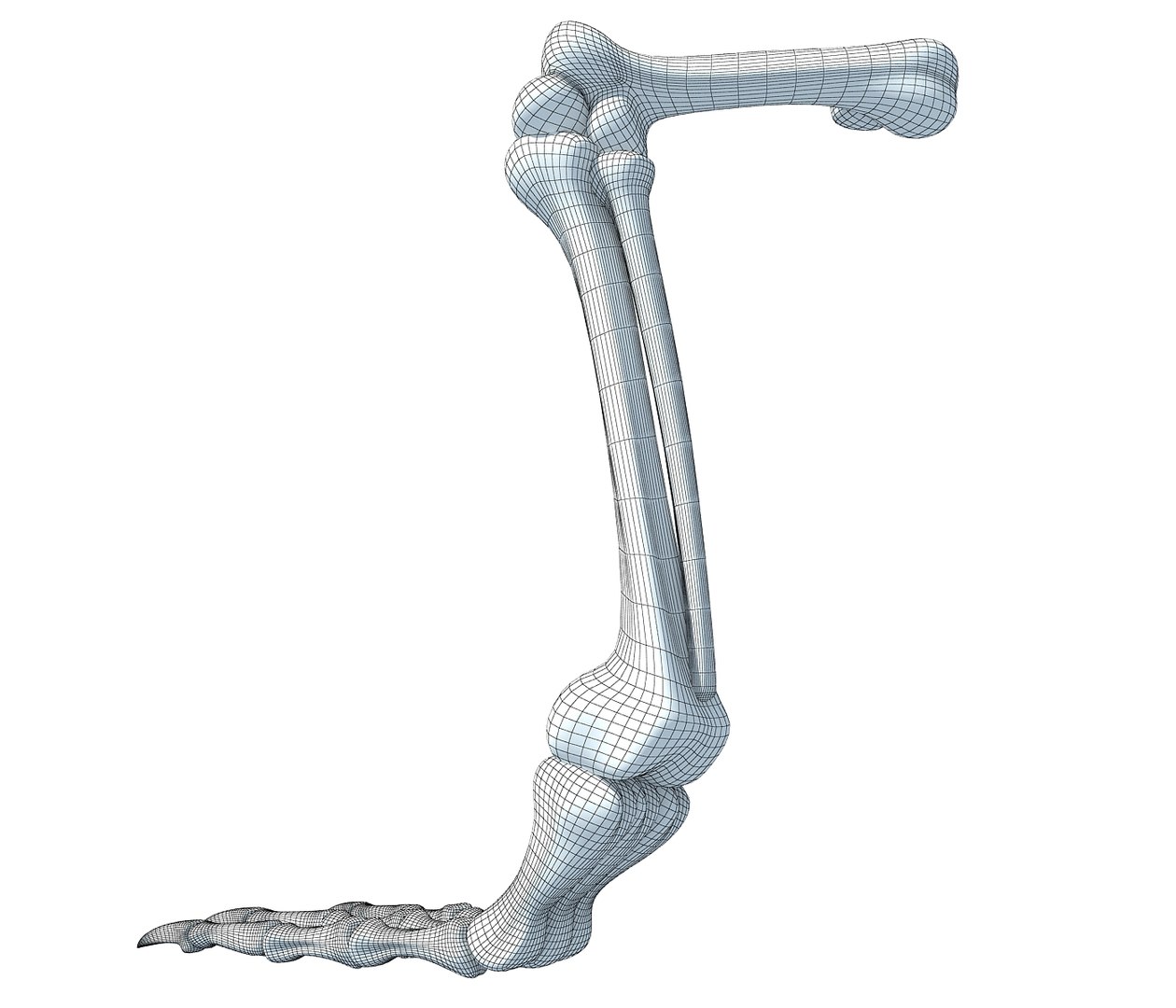 3D Model Bird Leg Skeleton - TurboSquid 1178005