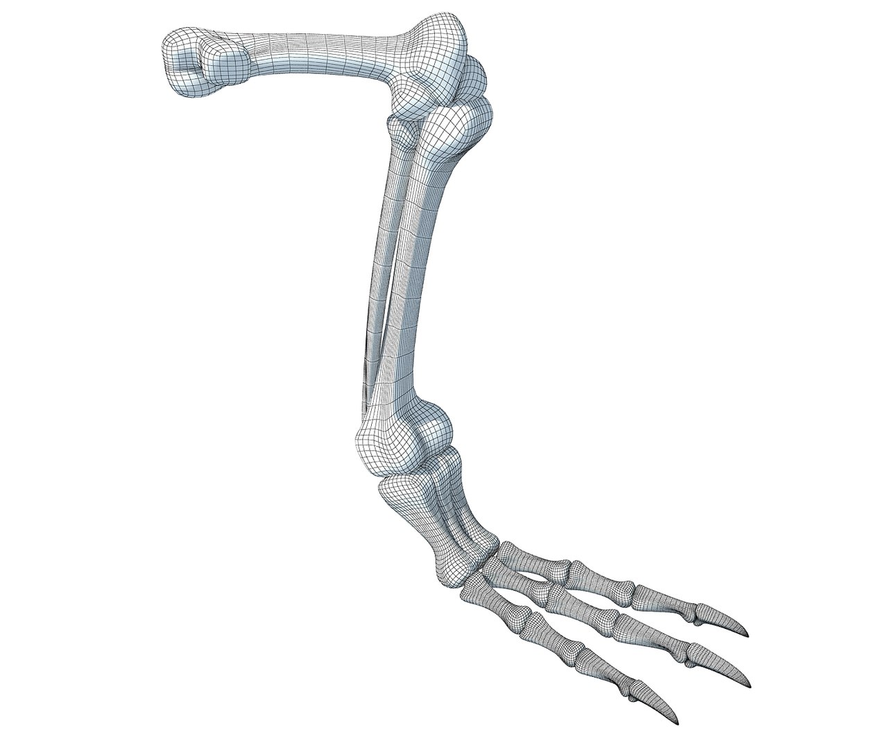 3D Model Bird Leg Skeleton - TurboSquid 1178005