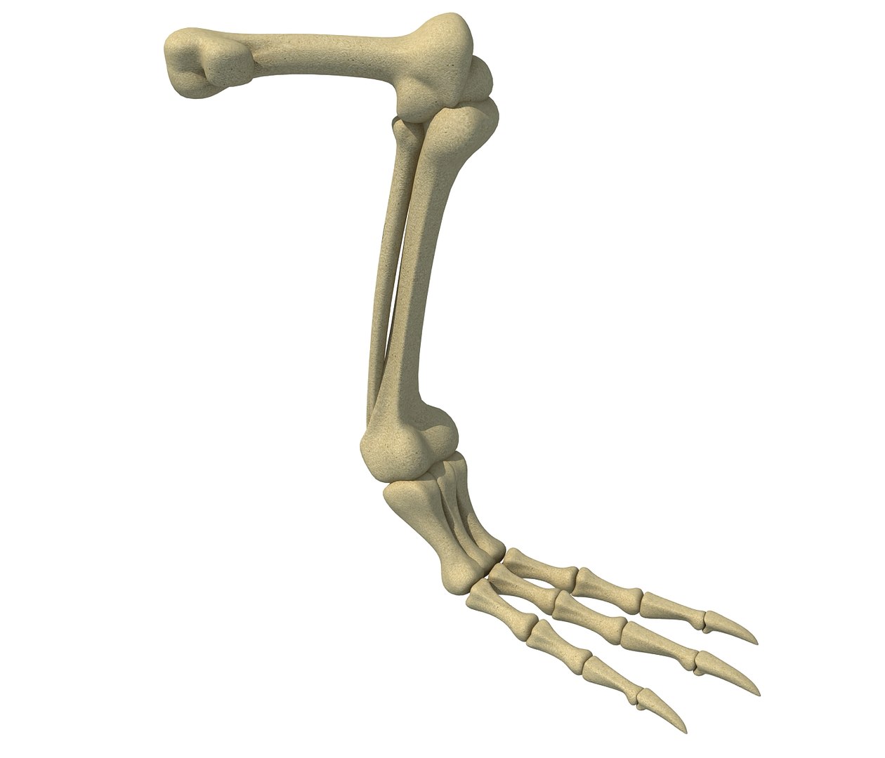 3D Model Bird Leg Skeleton - TurboSquid 1178005