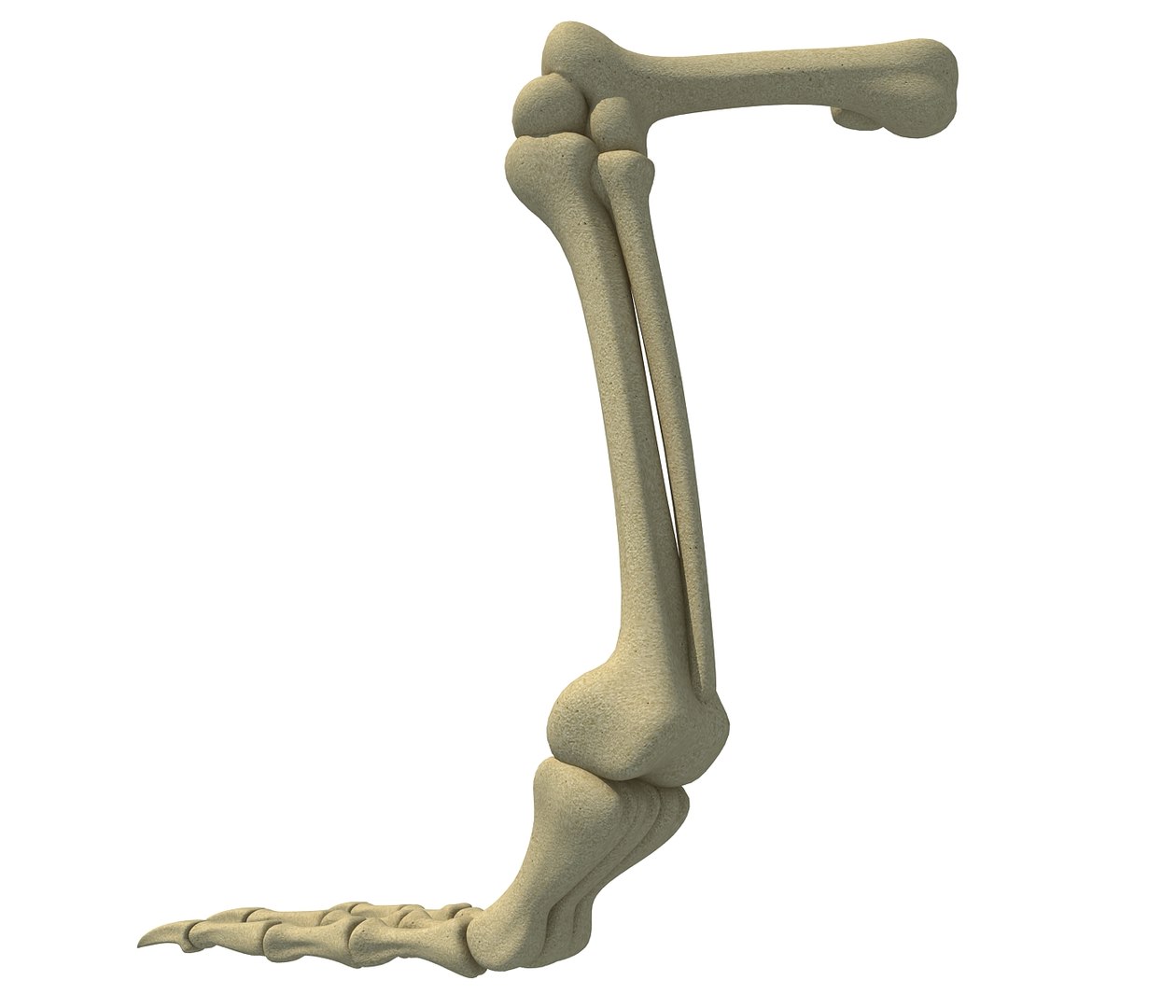 3D Model Bird Leg Skeleton - TurboSquid 1178005