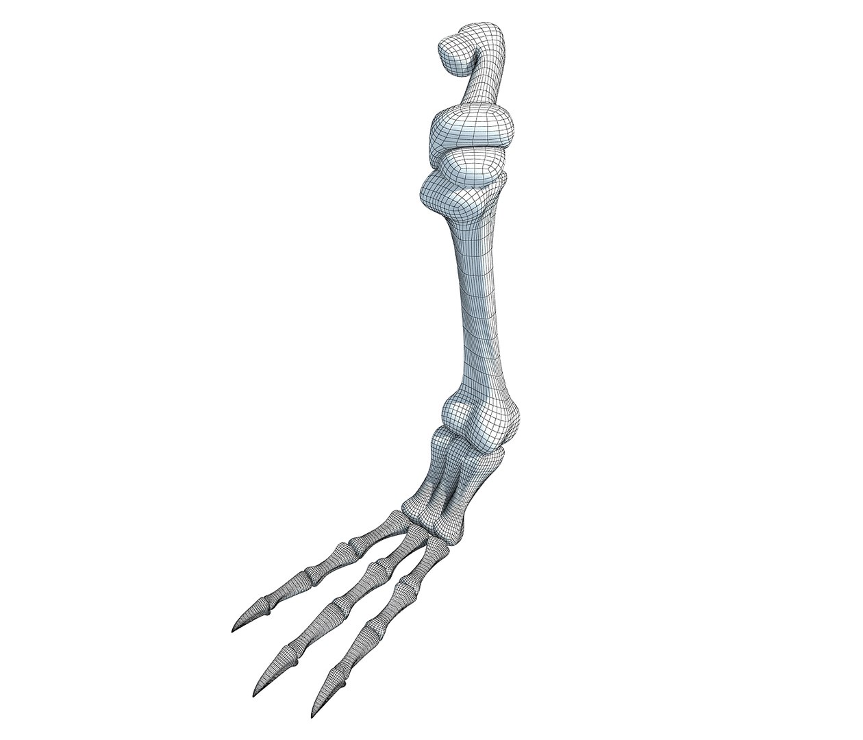 3D Model Bird Leg Skeleton - TurboSquid 1178005