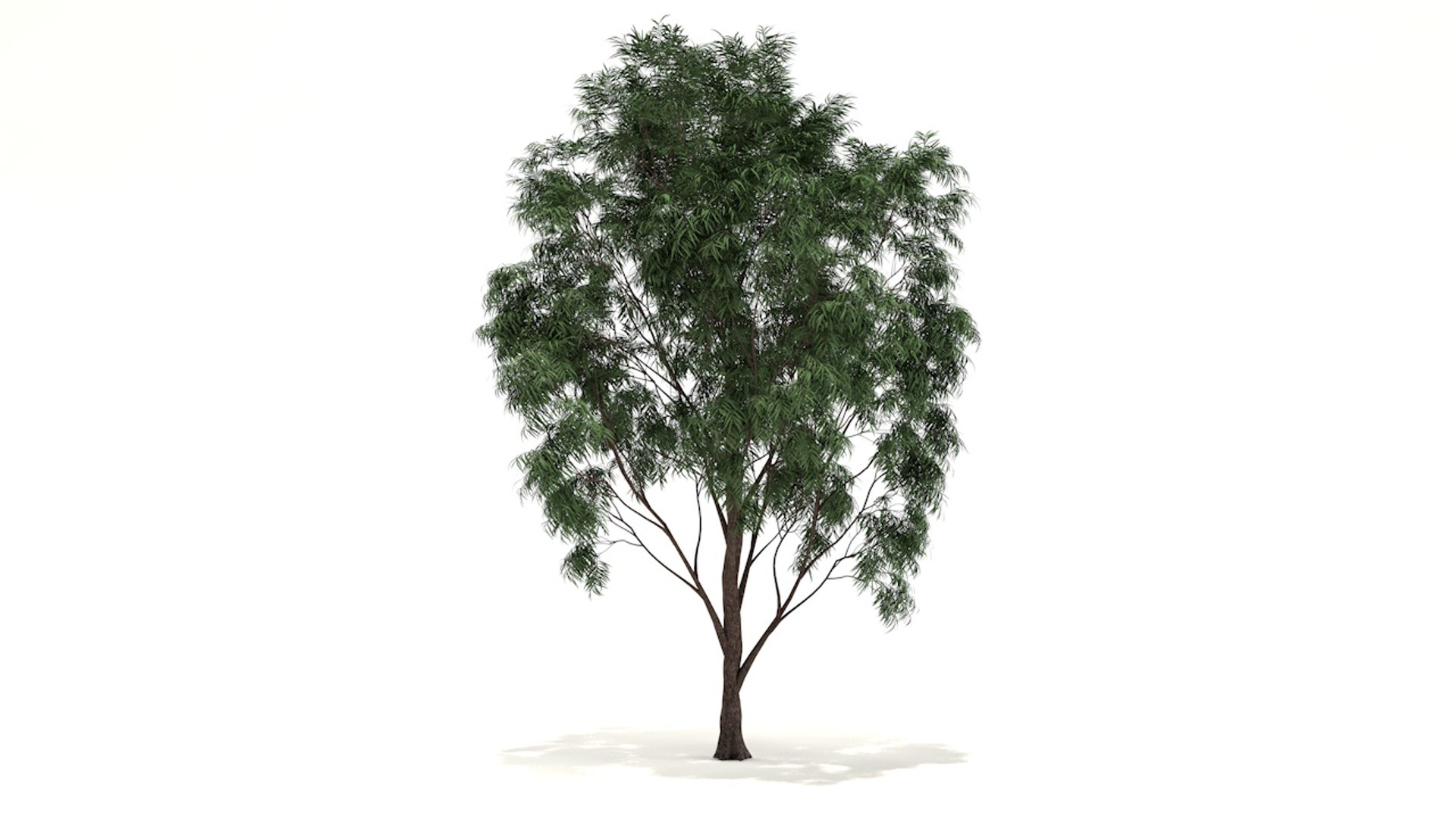 Prosopis Tree 3D Model - TurboSquid 1397848