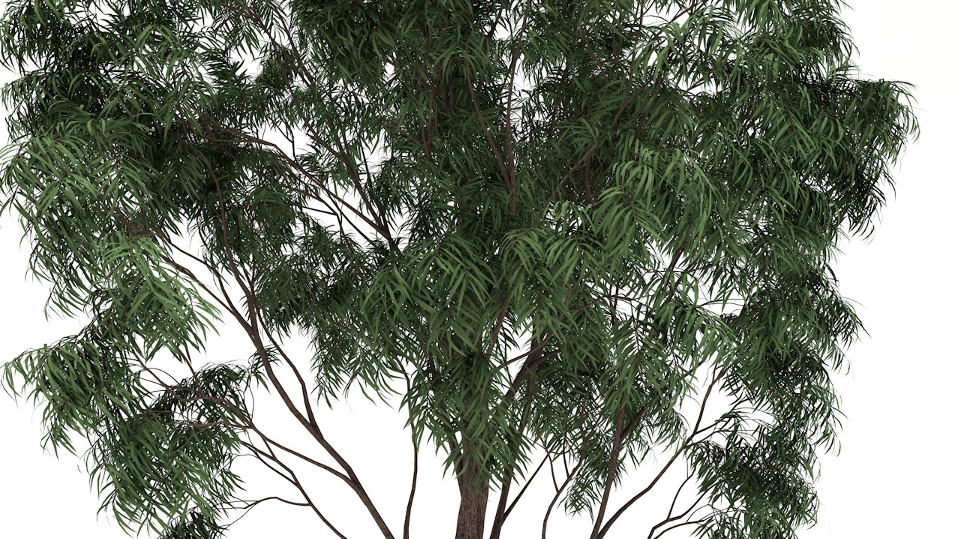 Prosopis Tree 3D Model - TurboSquid 1397848