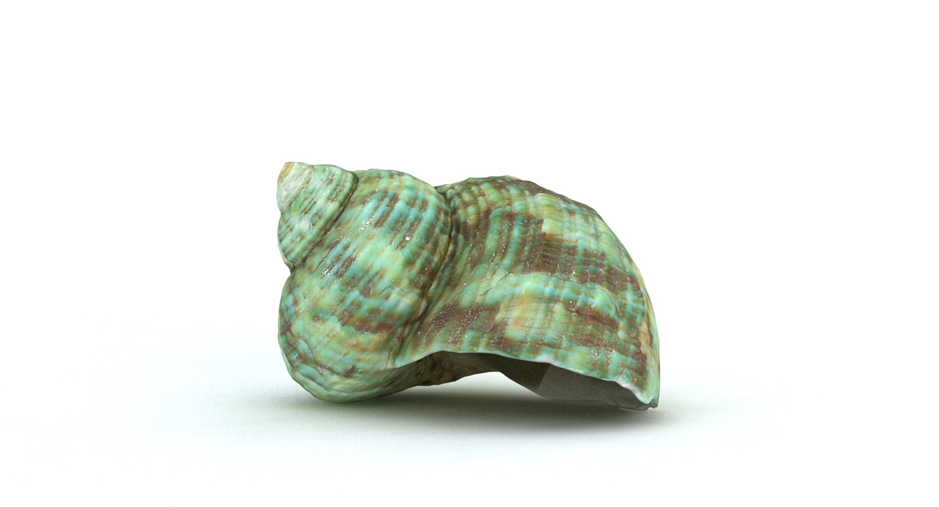 3d Model Seashell Sea Shell
