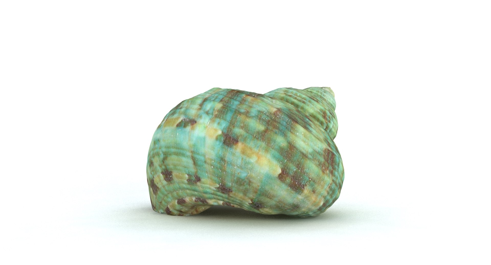3d Model Seashell Sea Shell