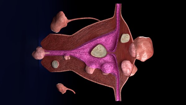 3D Uterus Models | TurboSquid