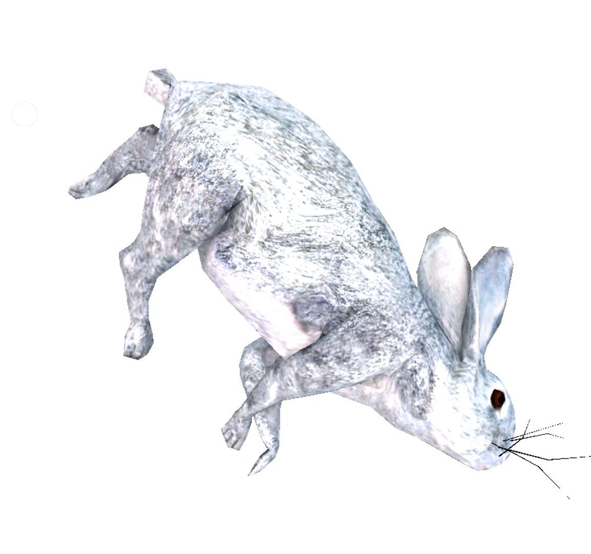 3d X Realistic Rabbit Animation