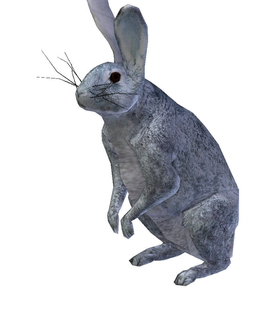 3d X Realistic Rabbit Animation