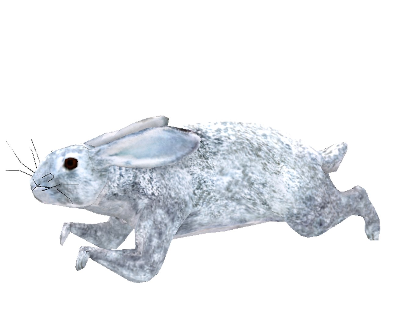3d X Realistic Rabbit Animation