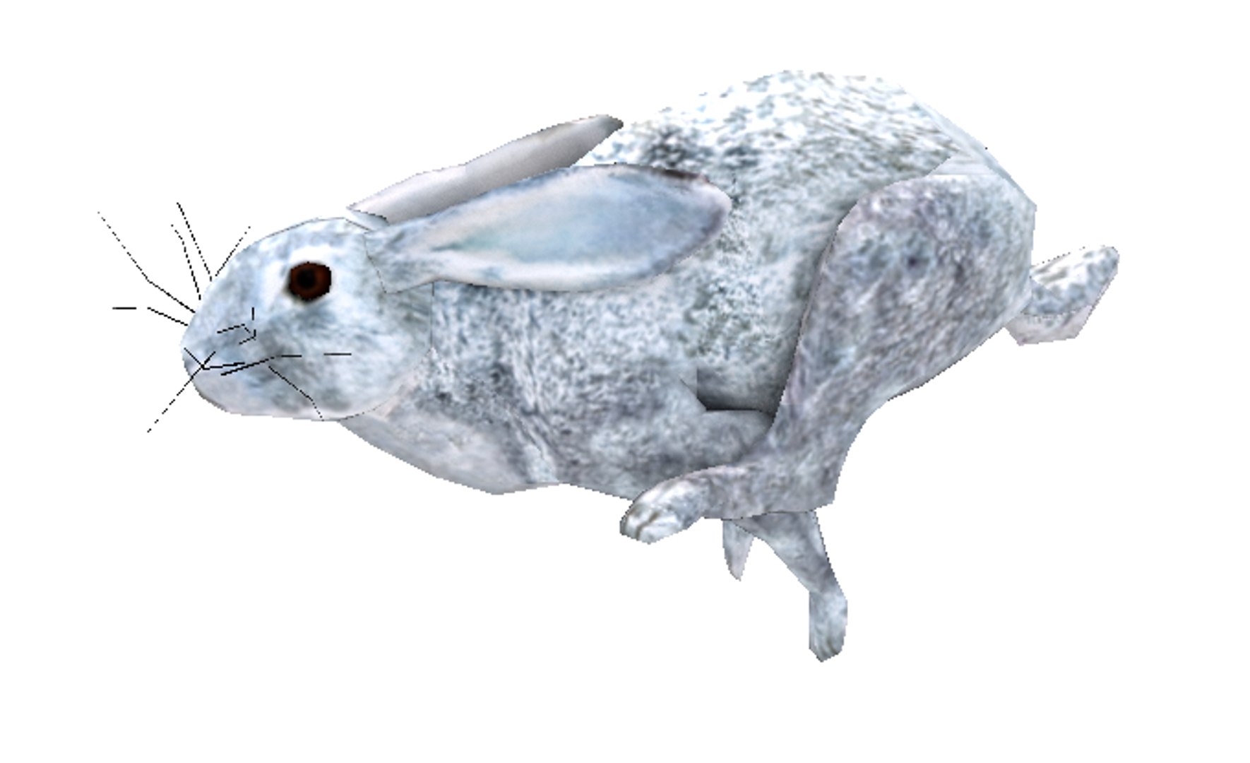 3d X Realistic Rabbit Animation