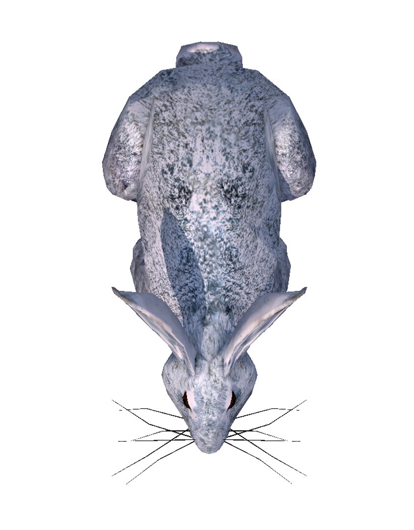 3d X Realistic Rabbit Animation