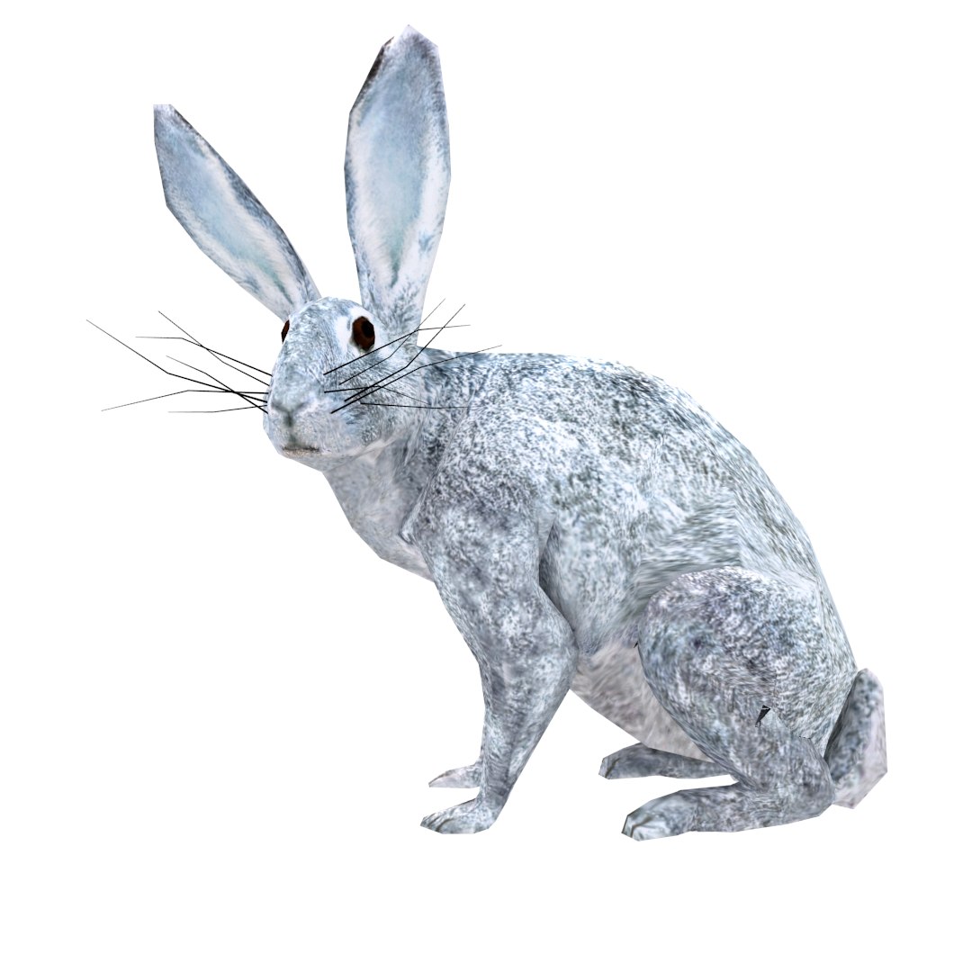 3d X Realistic Rabbit Animation