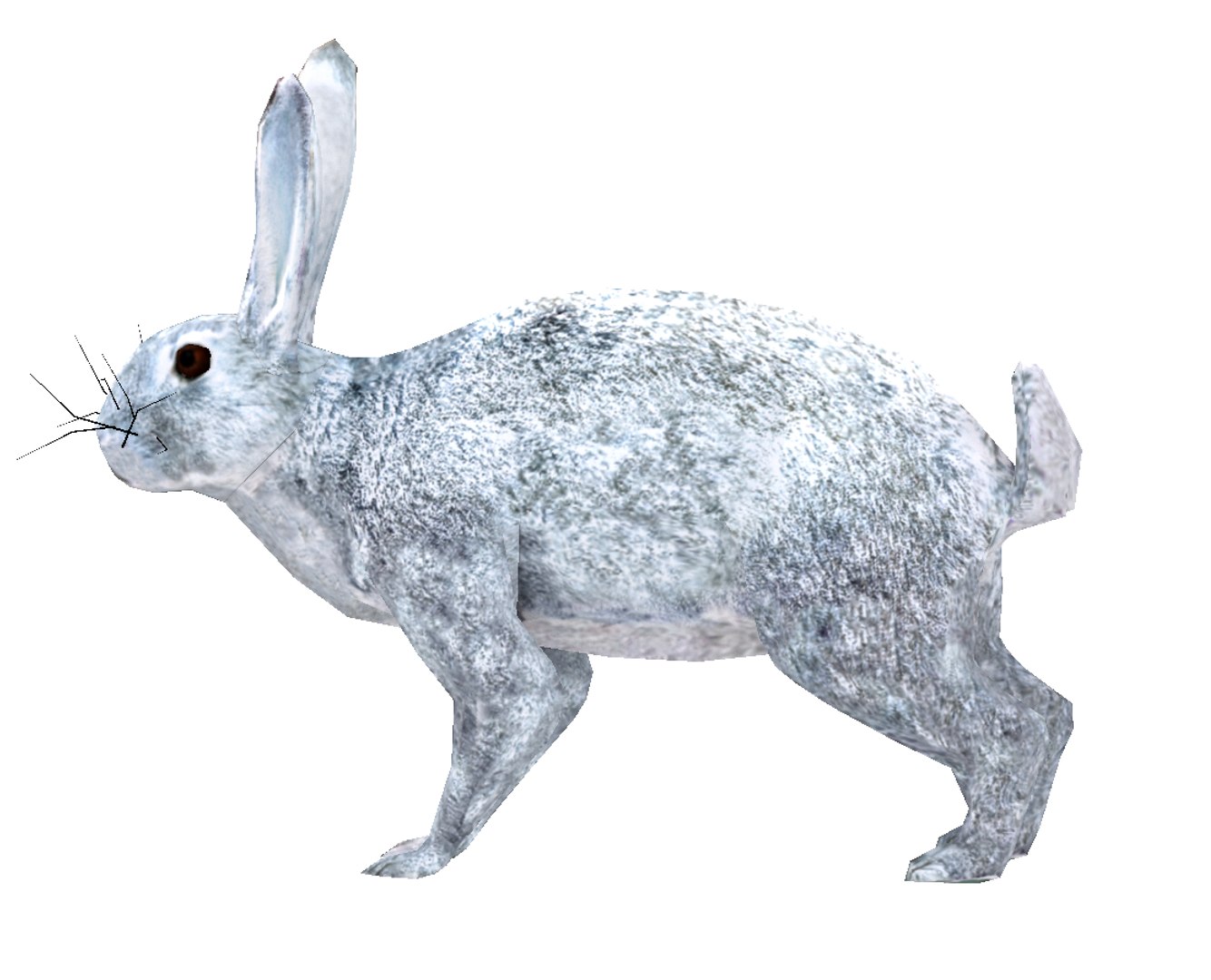 3d X Realistic Rabbit Animation