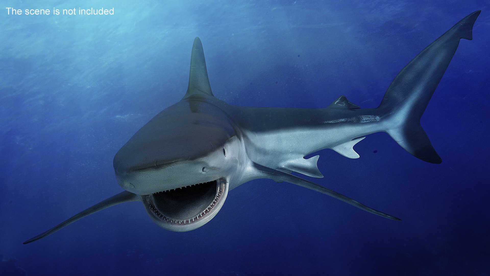 Realistic Whaler Shark Rigged For Cinema 4D 3D Model - TurboSquid 2381842