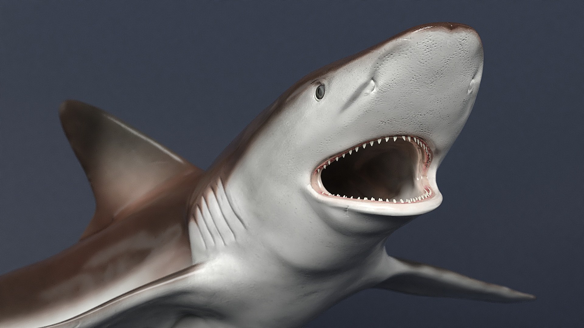 Realistic Whaler Shark Rigged For Cinema 4D 3D Model - TurboSquid 2381842
