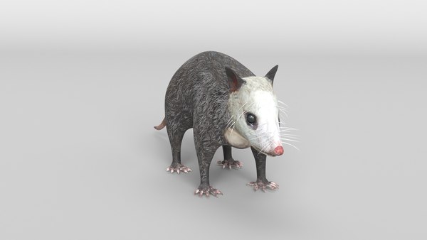 Opossum possum 3D - TurboSquid 1654685