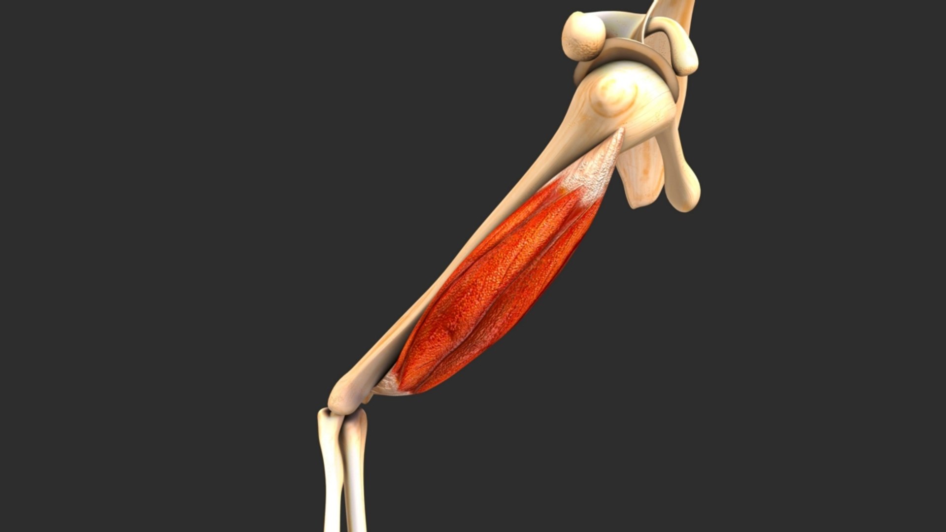 Functional muscle fiber 3D - TurboSquid 1261019