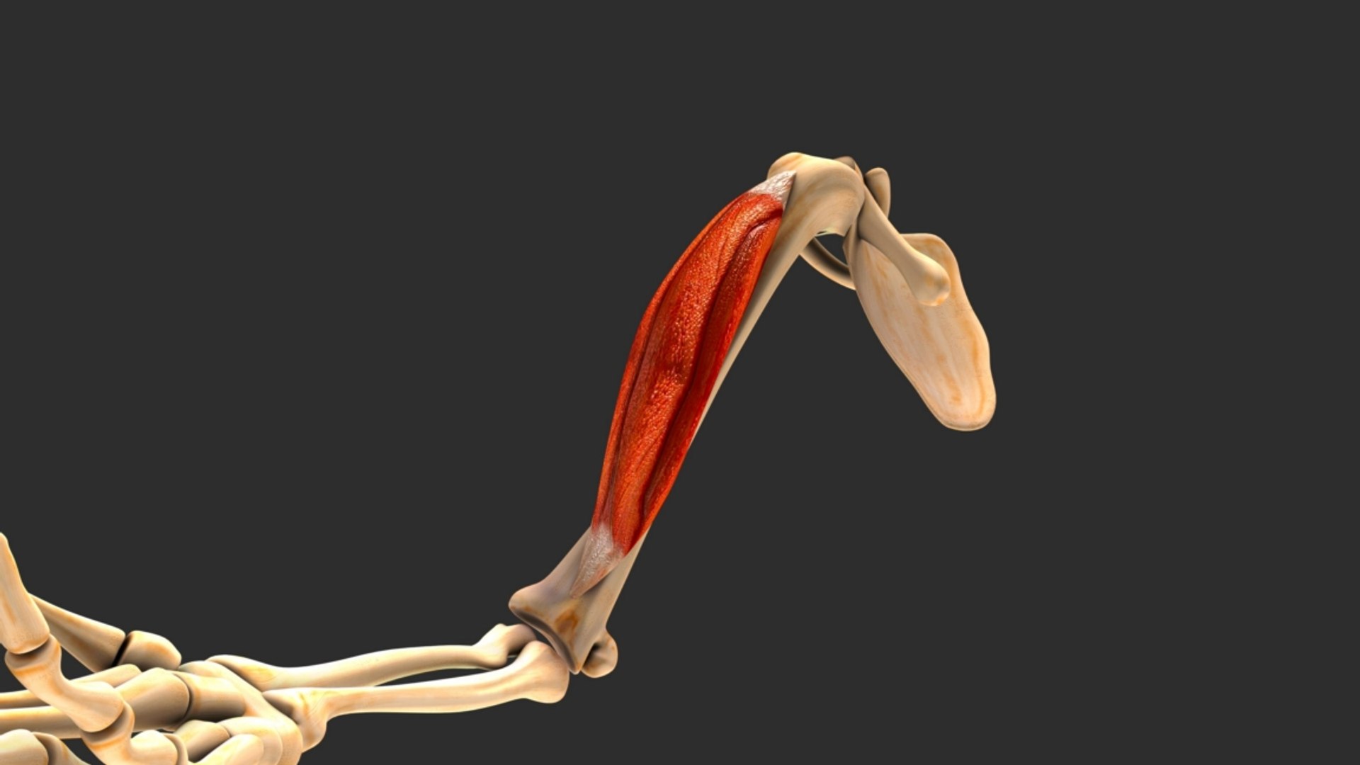 Functional muscle fiber 3D - TurboSquid 1261019