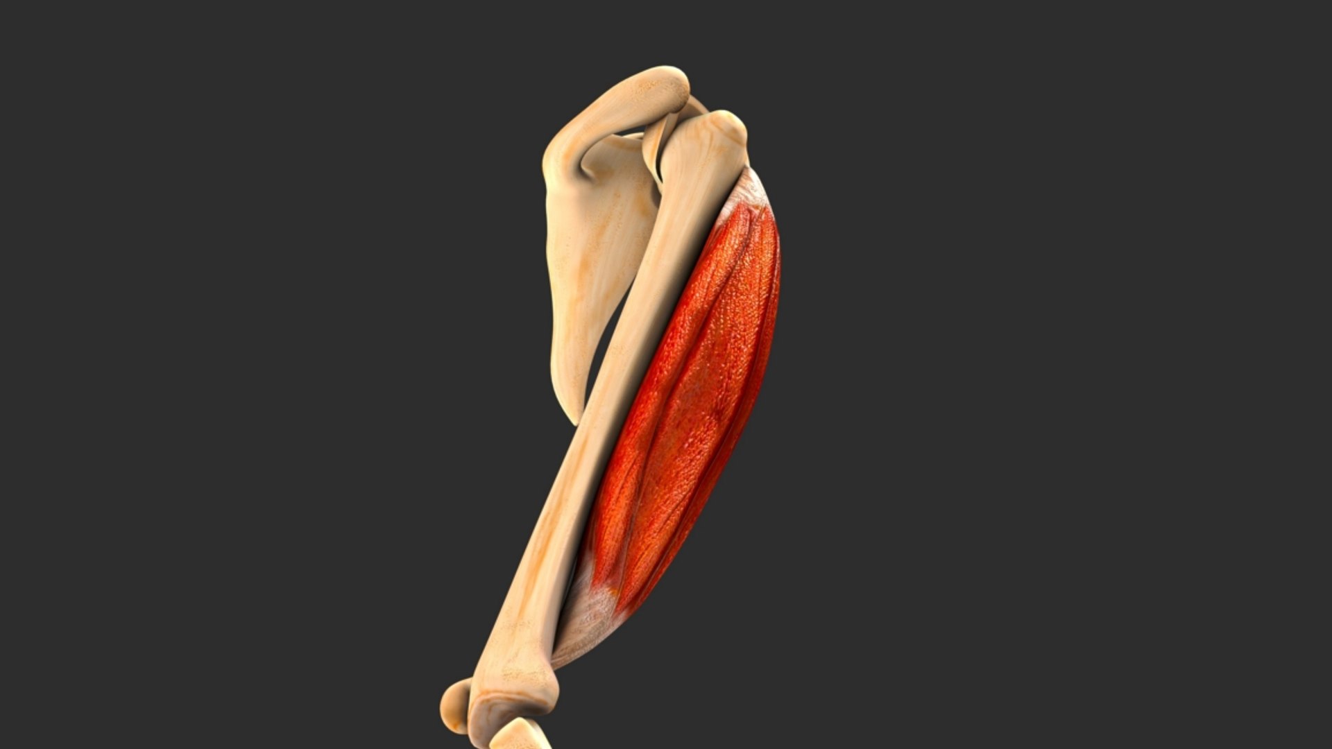 Functional muscle fiber 3D - TurboSquid 1261019