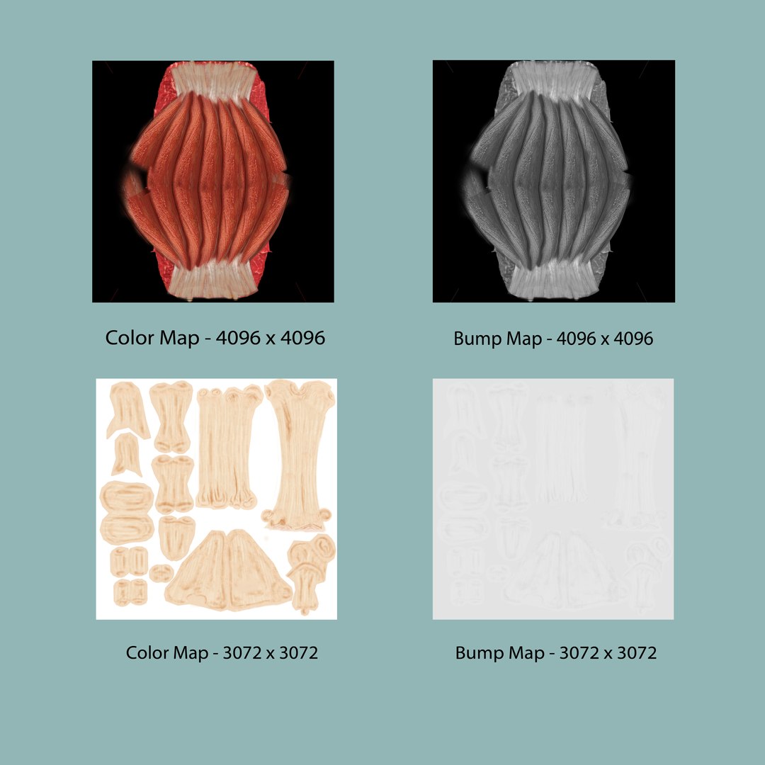 Functional muscle fiber 3D - TurboSquid 1261019