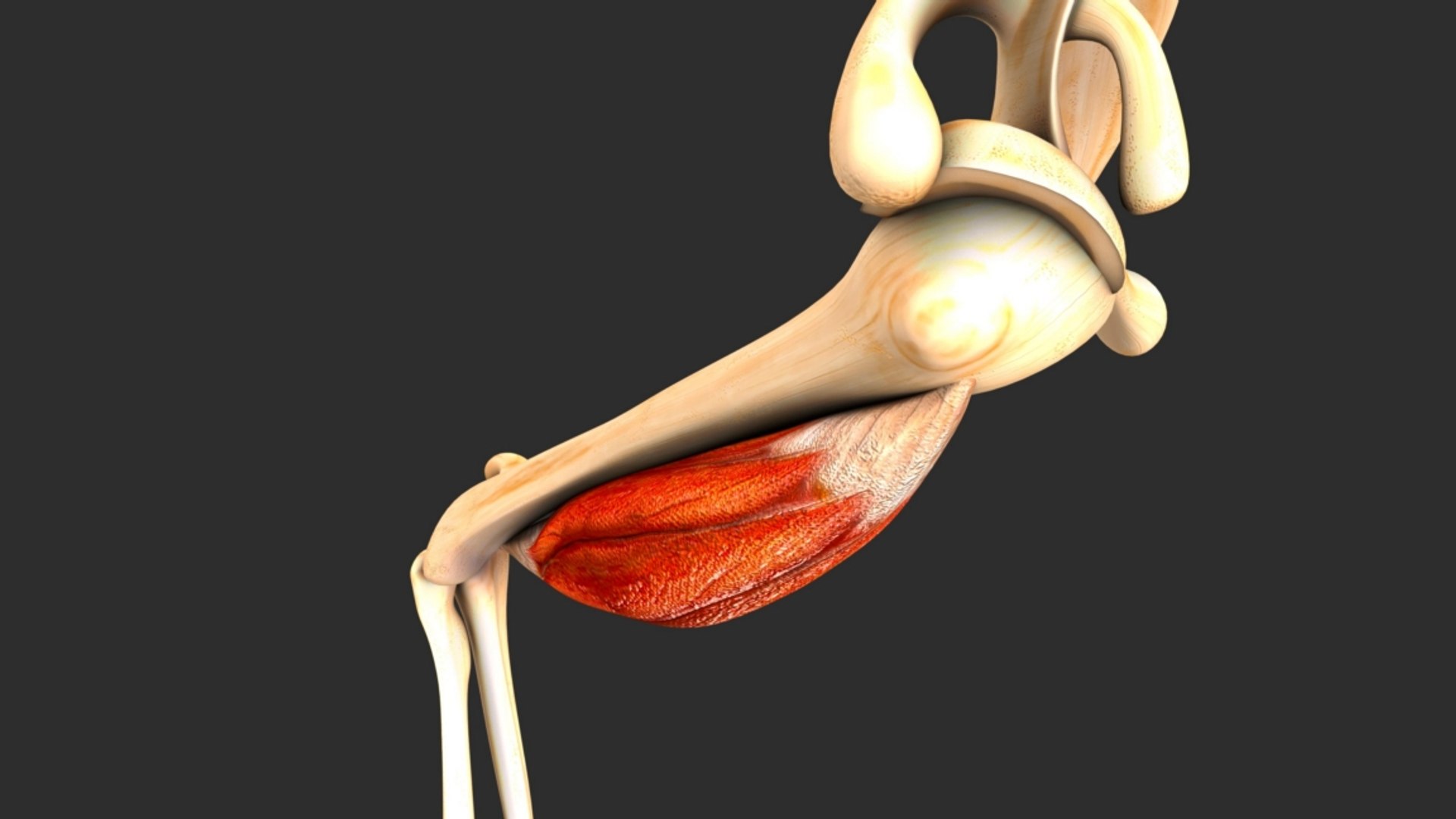 Functional muscle fiber 3D - TurboSquid 1261019